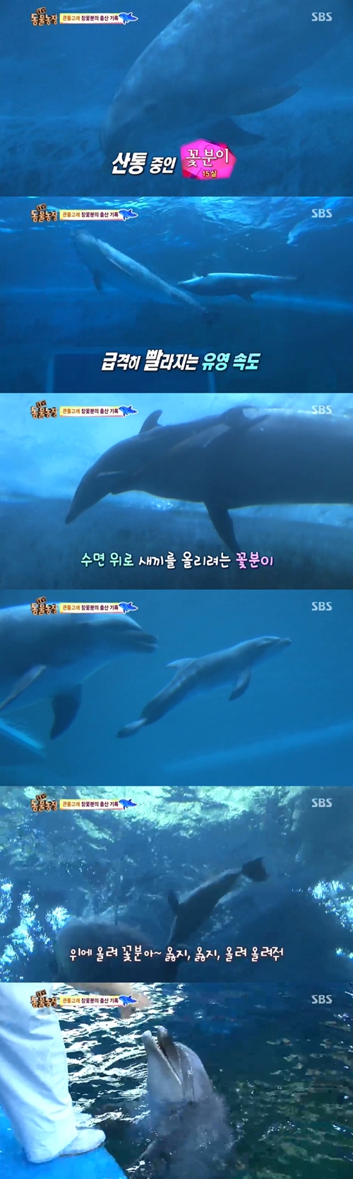 ‘동물농장’ 경이로운 돌고래 출산기, 시청자 감동 - 손에 잡히는 뉴스 눈에 보이는 뉴스 - 뉴스엔